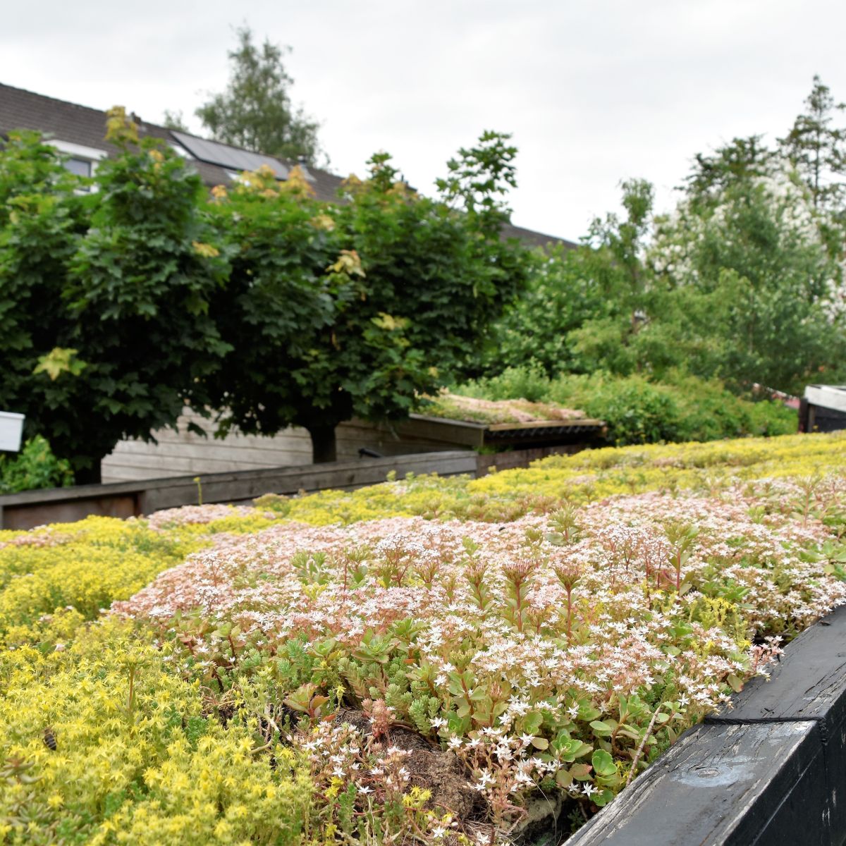 Samen met je straat groene daken aanleggen - Maak Gouda Duurzaam (nl)